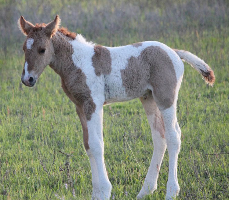 Bashkir Curlies: Una raza de caballo exótica por sus rizos - Gustavo ...