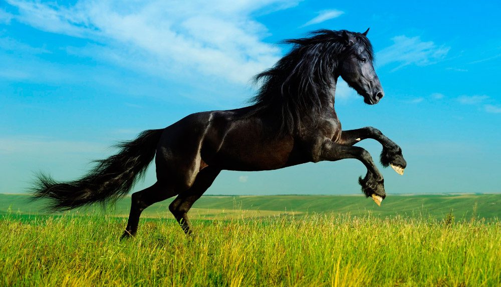 Fertilidad en los caballos sementales - Gustavo Mirabal Castro