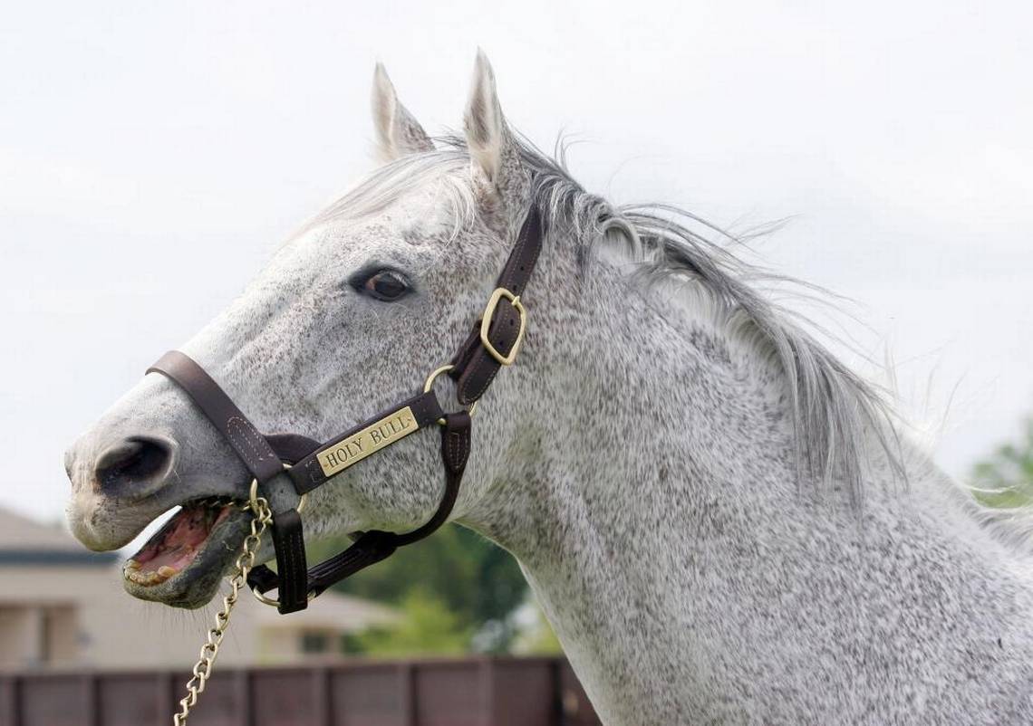 Holy Bull el gran caballo de los novena - Gustavo Mirabal Castro