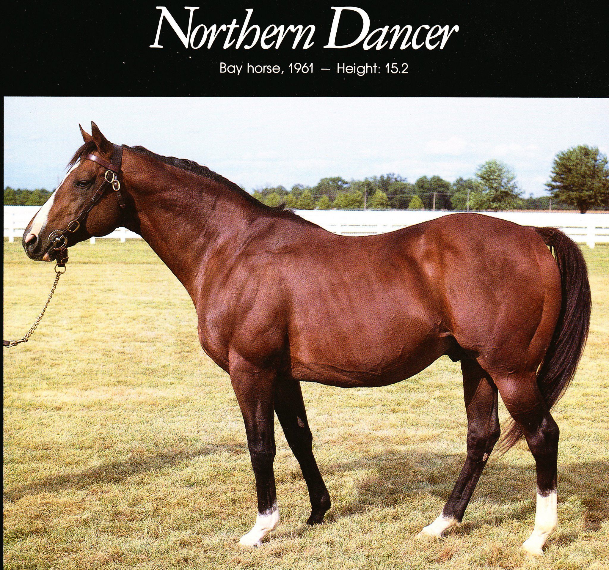 Northern Dancer influyente semental en la cría moderna