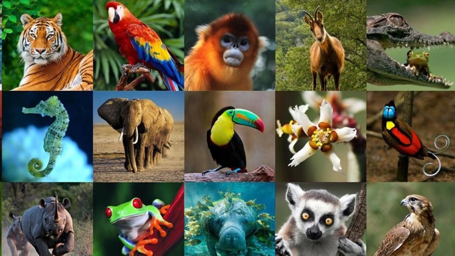 The variety of wildlife in Venezuela - Gustavo Mirabal Castro