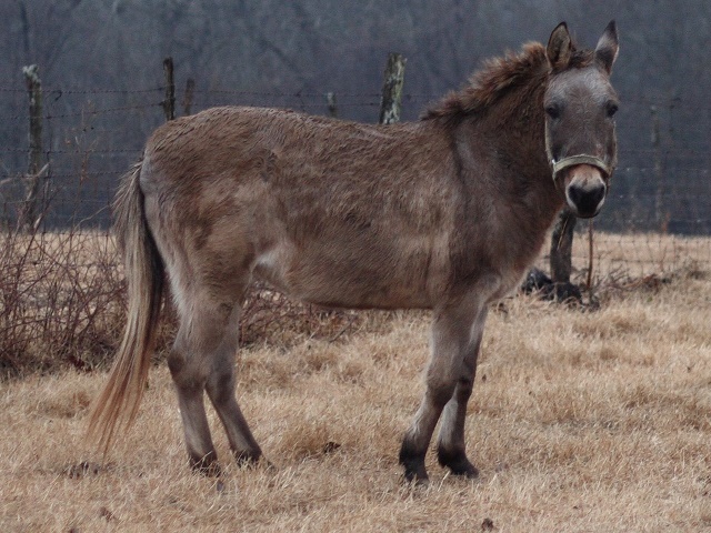 Mules and Hinnies: Differences and similarities. - Gustavo Mirabal Castro